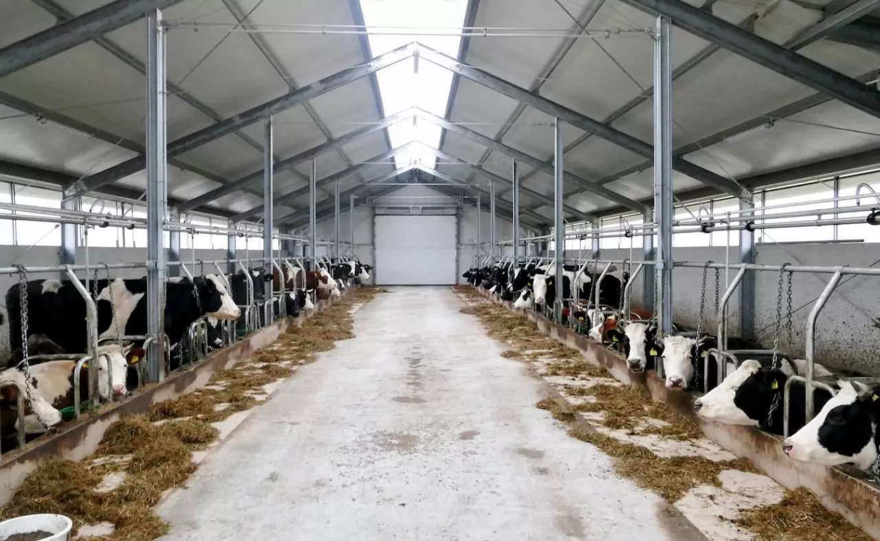 Co powinna zawierać nowoczesna obora uwięziowa?