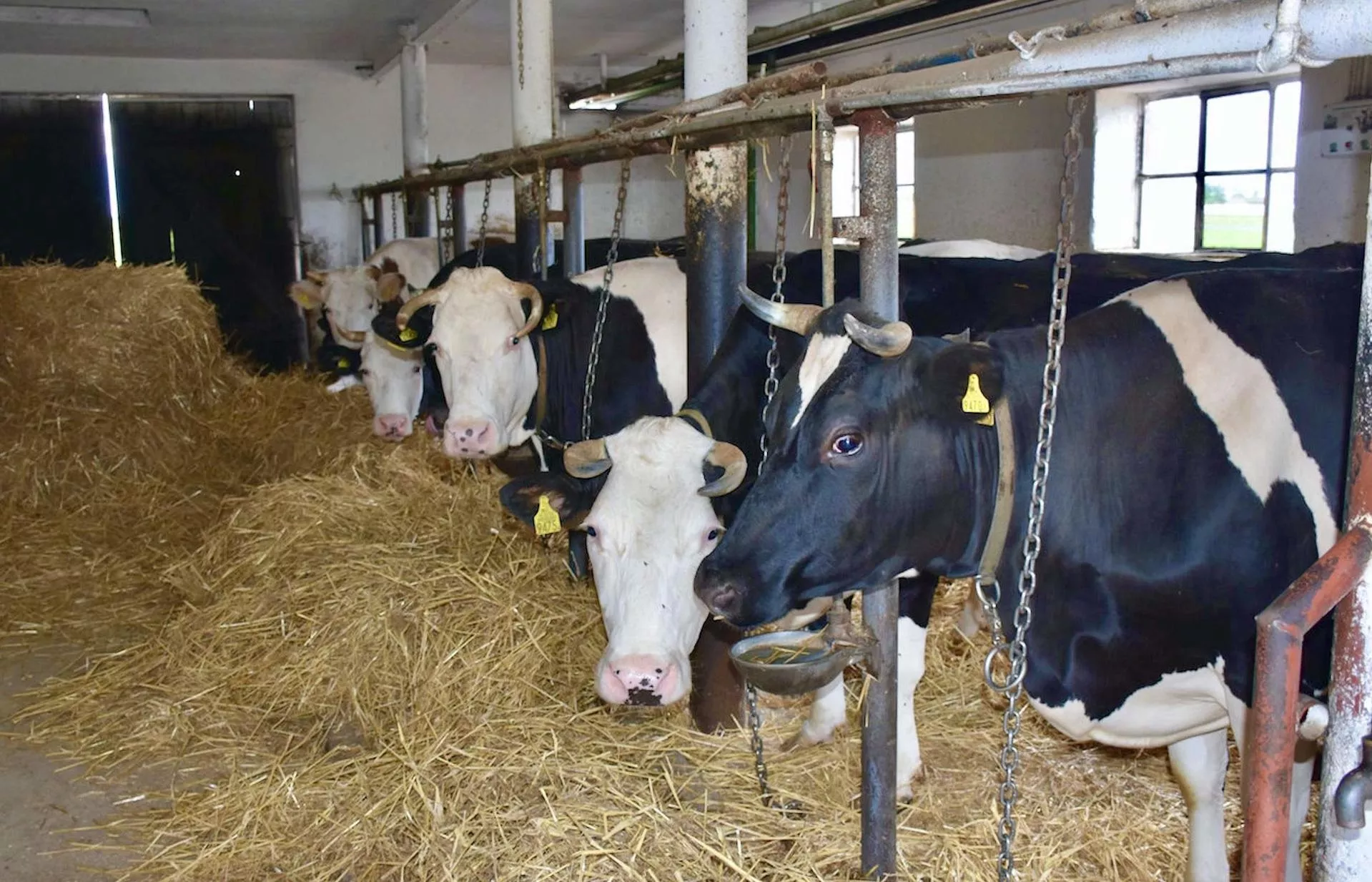 Zimą krowy potrzebują więcej ściółki. Dlaczego?