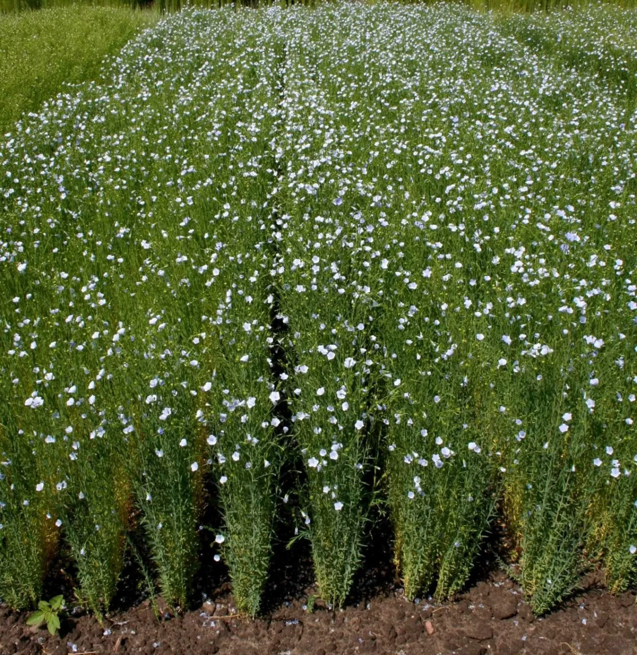 Uprawa lnu oleistego. Czy się opłaca?