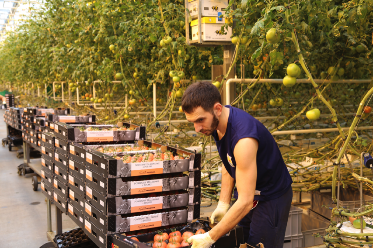 Citronex rozpoczyna rekrutację do szklarni w Ryczywole