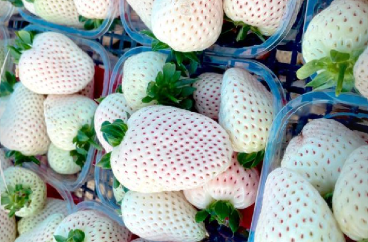 Białe truskawki są już w Polsce! Jak smakują owocowe albinosy? - HaloWies