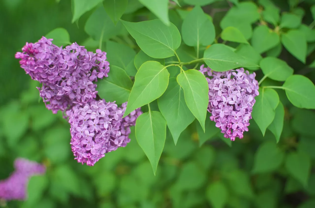 Krzewy bzu w ogrodzie. Kiedy i jak przycinać lilaka pospolitego? - HaloWies