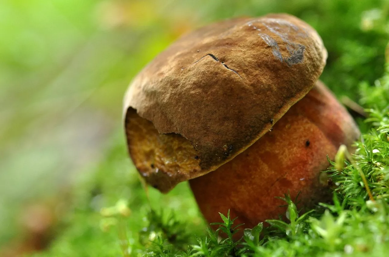 Borowiki ceglastopore pojawiły się w lasach. Na co uważać przy zbieraniu?