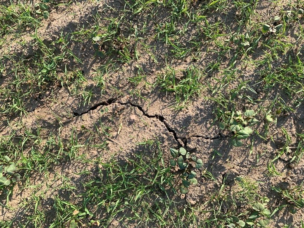 Dramat rolników. Susza zabiera im plony i pasze. "Żyto wypaliło w ...