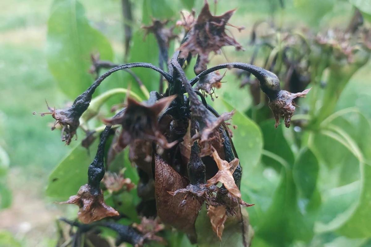 Uprawa grusz to nie jest prosty temat: Objawy Pseudomonas | Sad24.pl