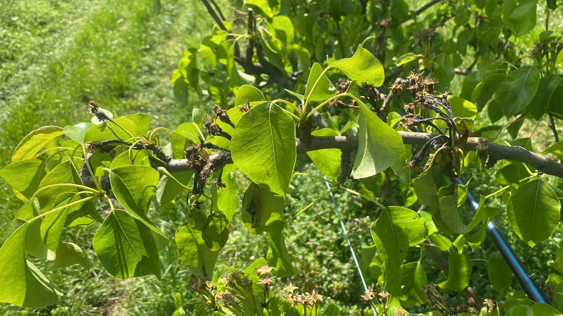 Uprawa grusz to nie jest prosty temat: Objawy Pseudomonas | Sad24.pl